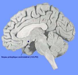 Comment et Pourquoi dormons nous ? :: Les rêves